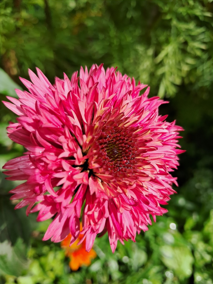 Unknown flower. | Midlander | Blipfoto