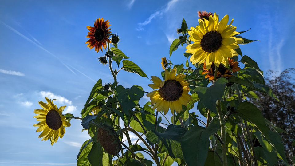 Sunflowers... | 60plus10 | Blipfoto