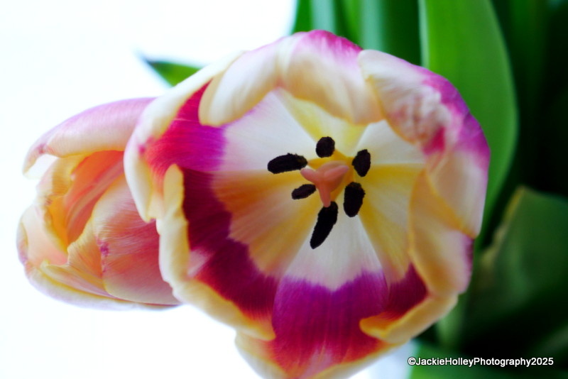 Big Blousy Tulips! | ThingsBeautiful | Blipfoto