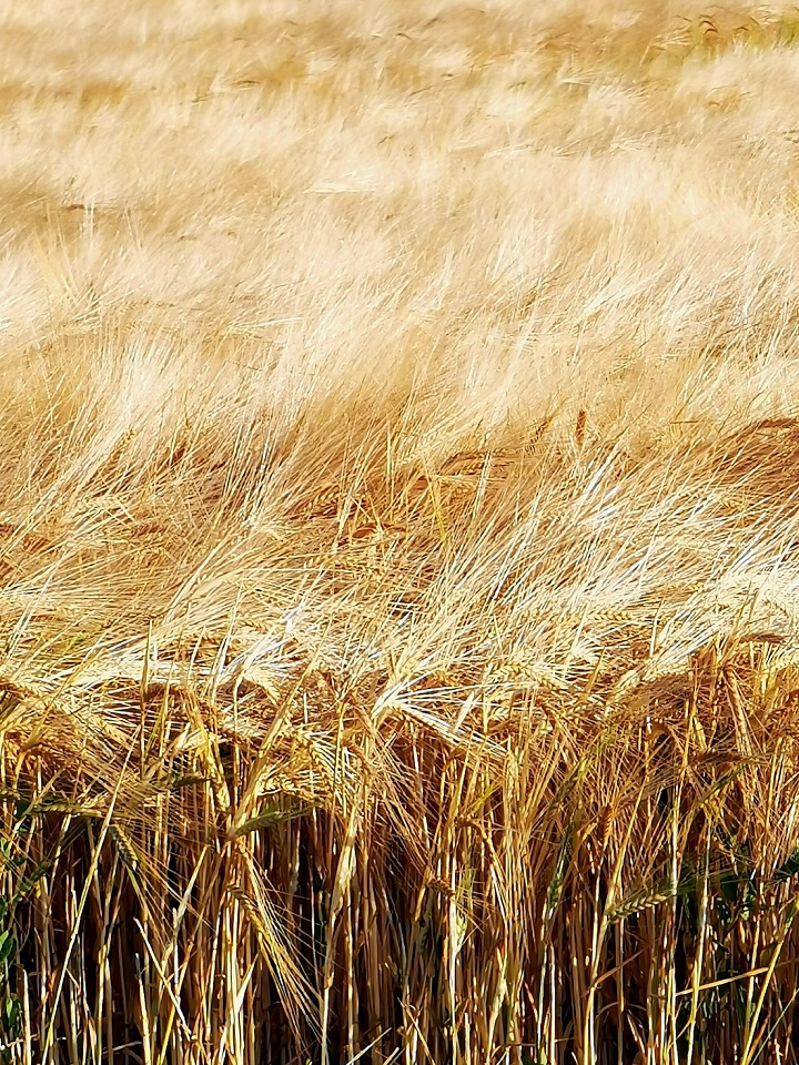 Fields of gold. | Popsie64 | Blipfoto