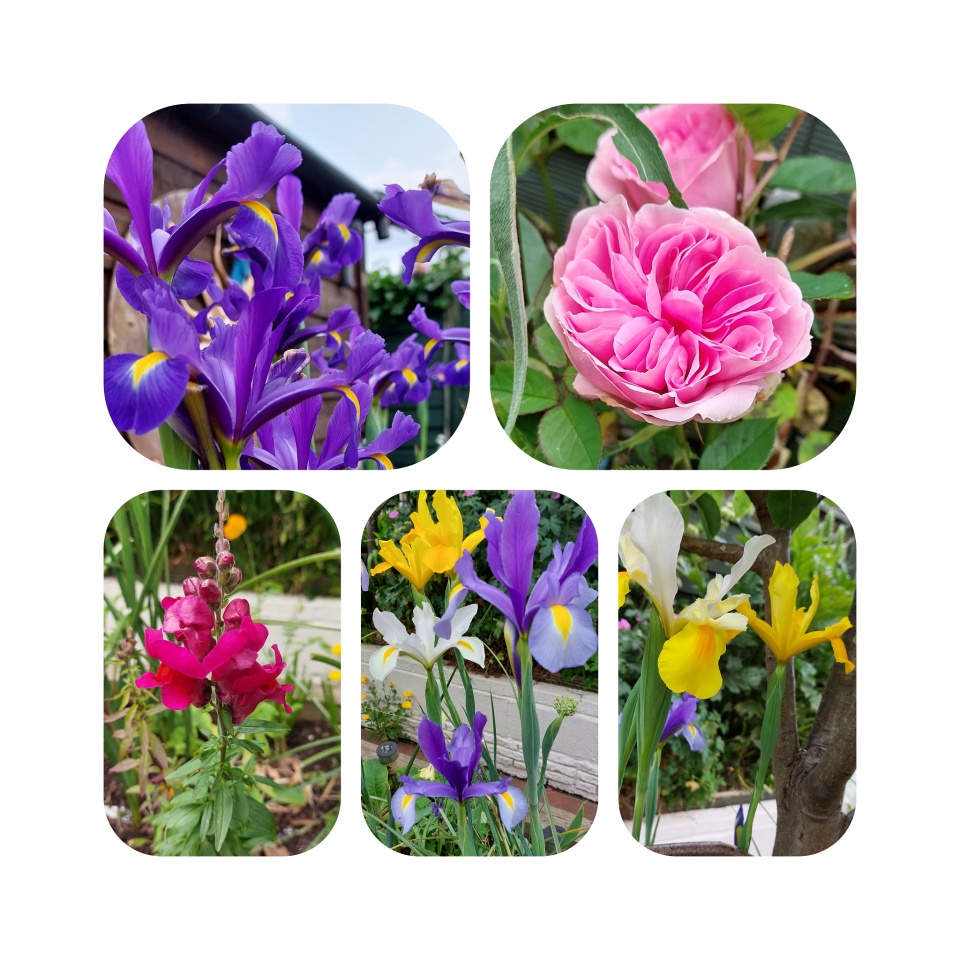 GARDEN COLLAGE. | sunflower | Blipfoto