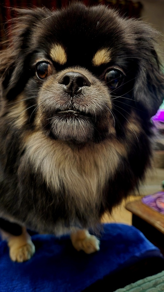 Frankie | snapper | Blipfoto