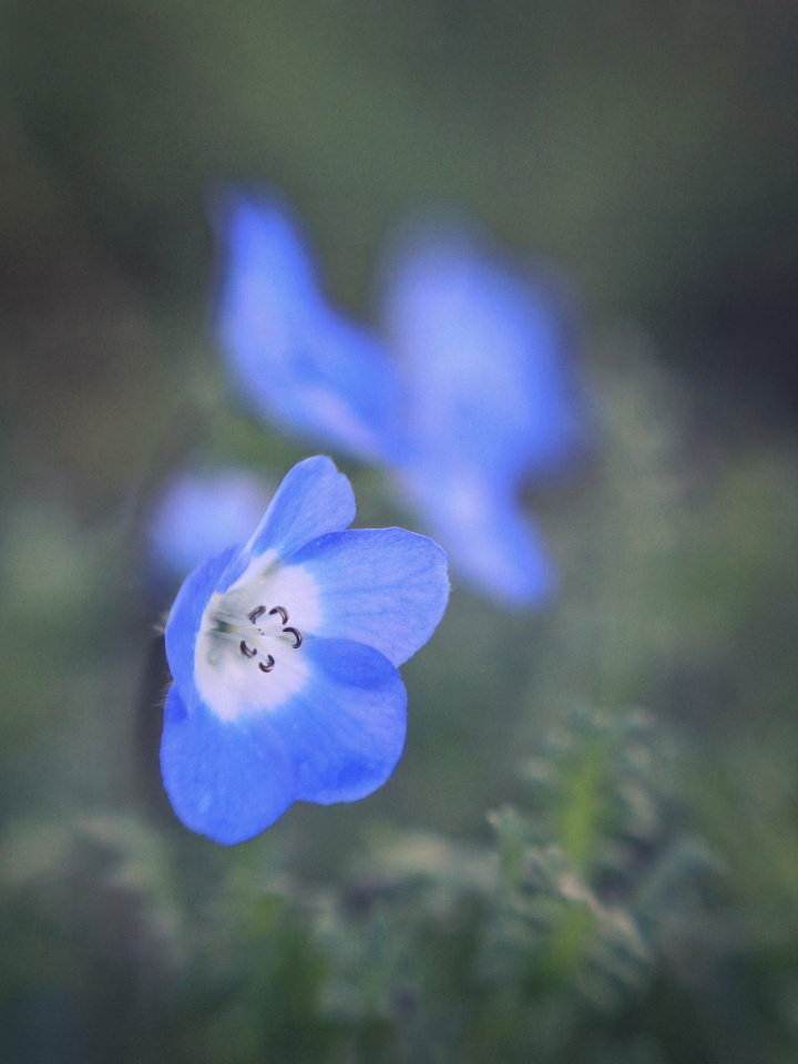Nemophila | rainie | Blipfoto