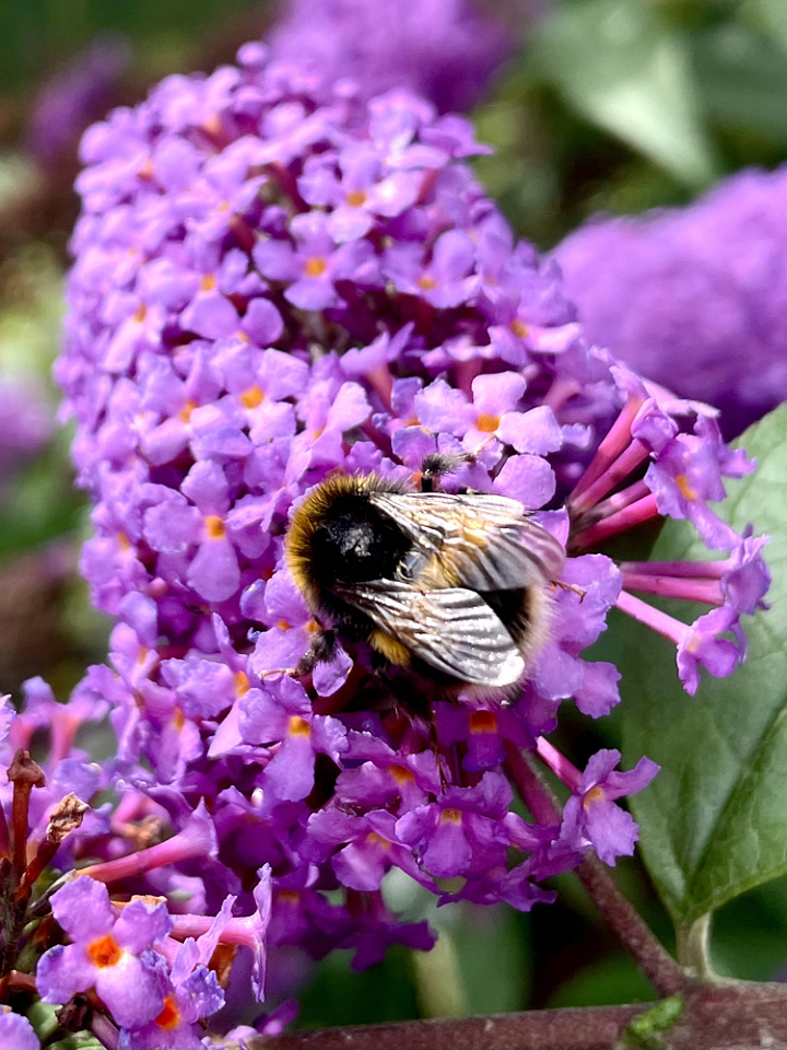 Bee on buddleia | ShanWilliams | Blipfoto