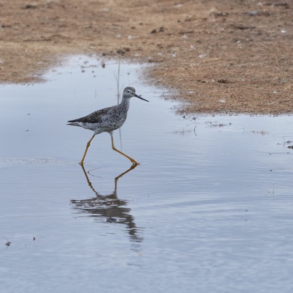 Lesser Yellowlegs | Kimb | Blipfoto