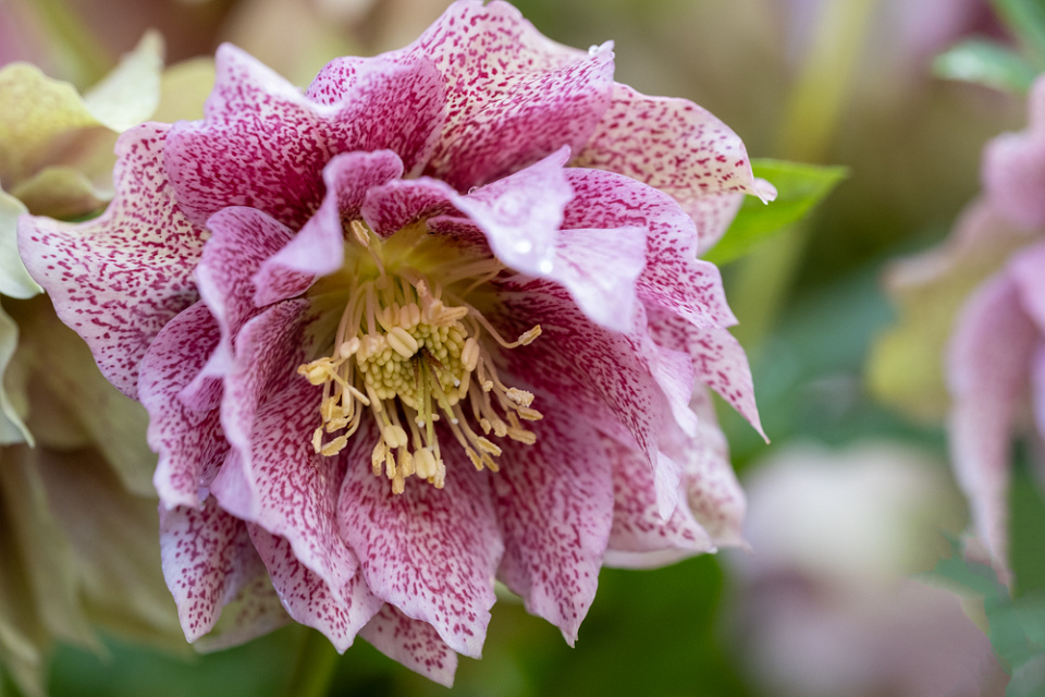 Hellebore flower | Stella2 | Blipfoto