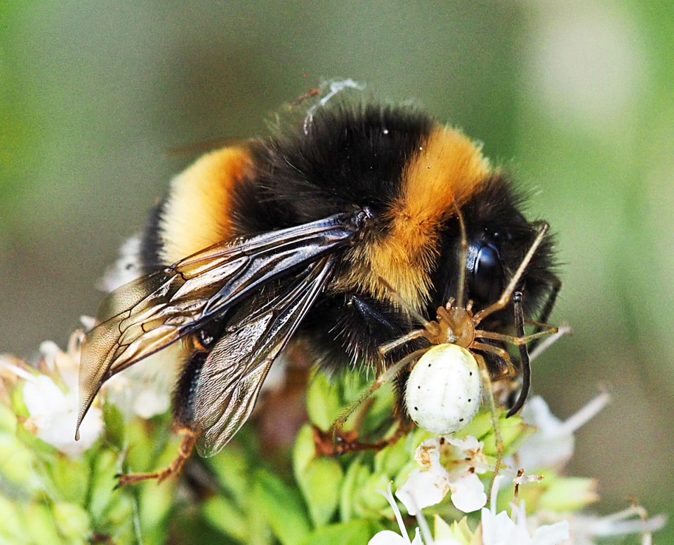 Spider and bee | Crispin25 | Blipfoto
