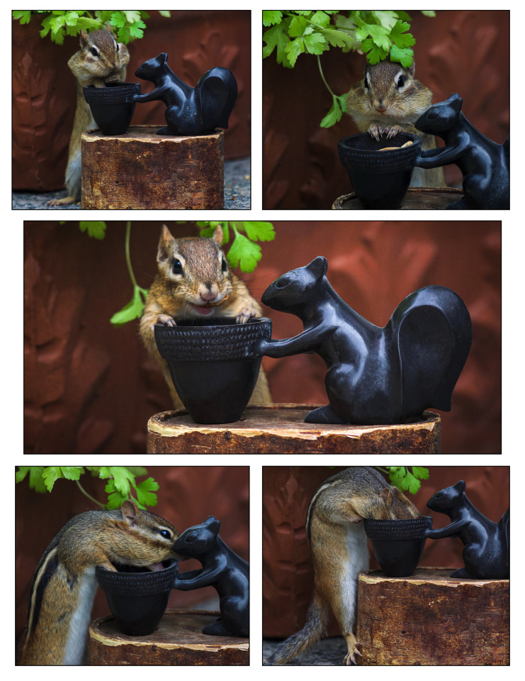 The Chipmunk Cafe | justbe | Blipfoto