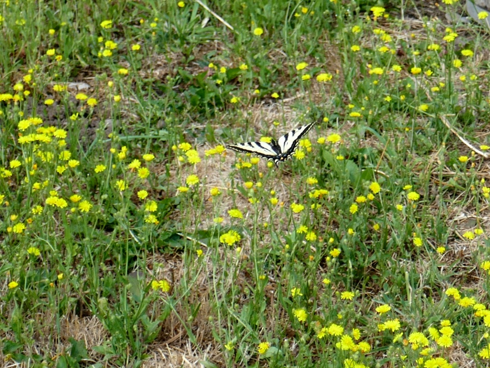 Oregon Swallowtail Butterfly | RonaldBerry | Blipfoto