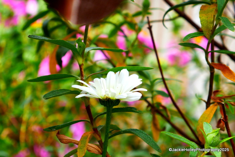 Oxeye Daisy | ThingsBeautiful | Blipfoto