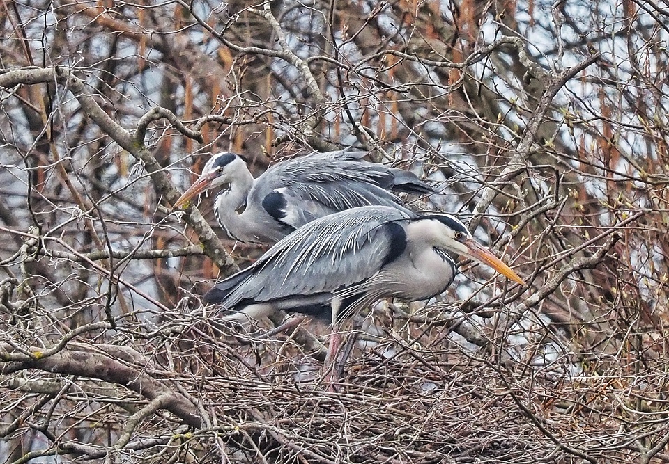 Grey Herons Nesting. | HilarysView | Blipfoto