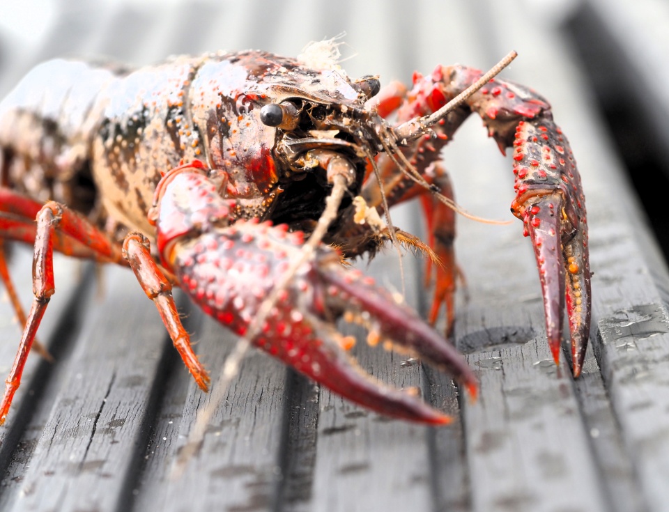 Visitor | pkln | Blipfoto