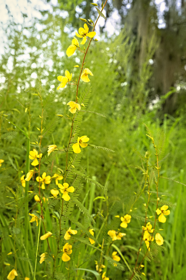 Wild Flowers | bugsman | Blipfoto