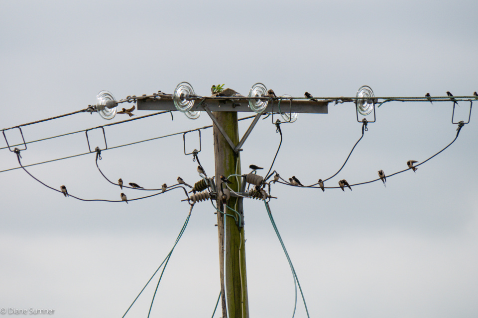 Birds On A Wire | kwdiane | Blipfoto