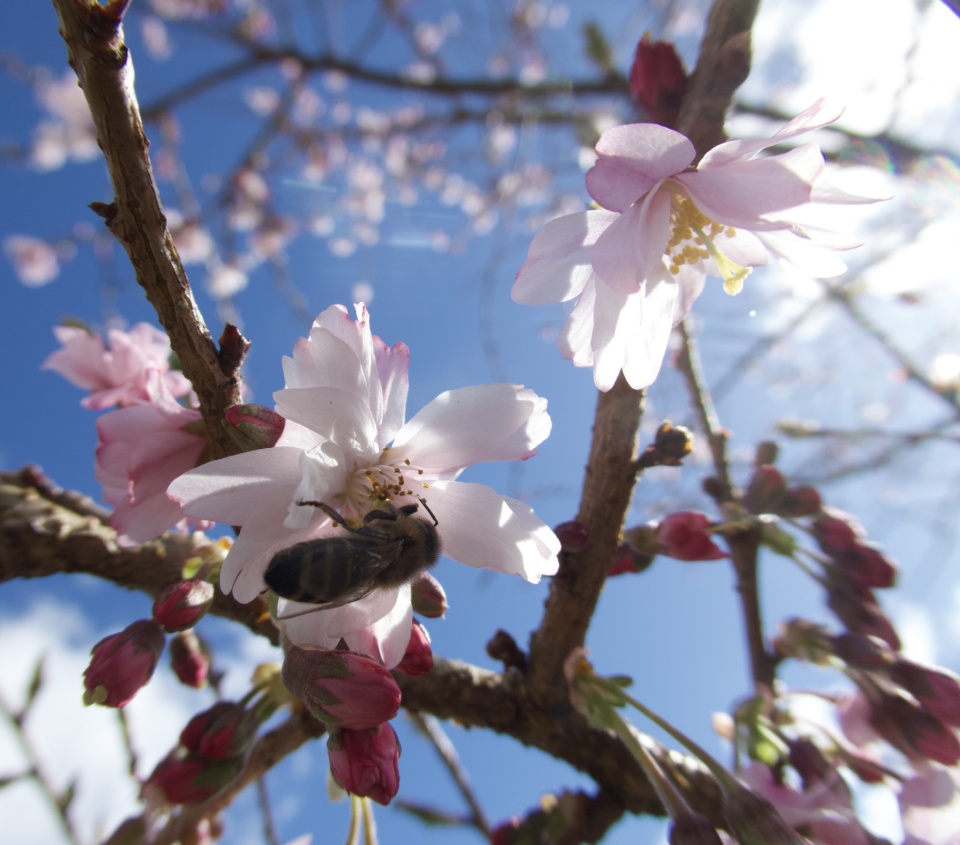 Bee on blossom | CherryR | Blipfoto