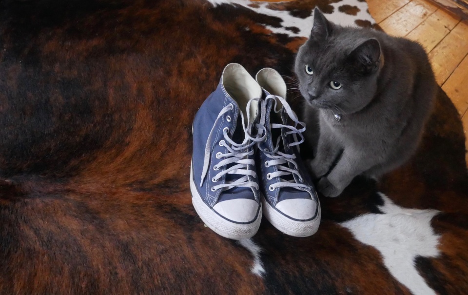 Miss Frodo | Lahdeaho | Blipfoto