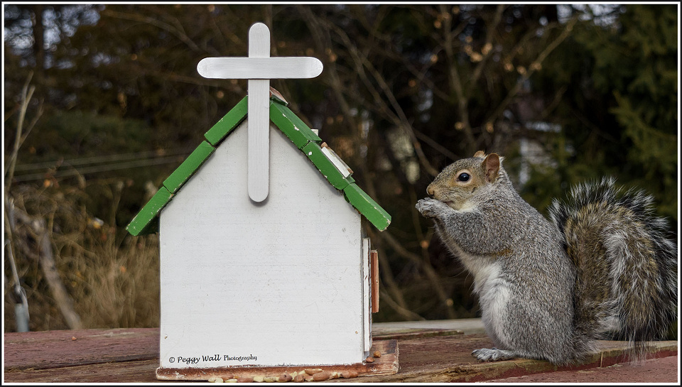 Wild Wednesday .... | SquirrelsEtc | Blipfoto