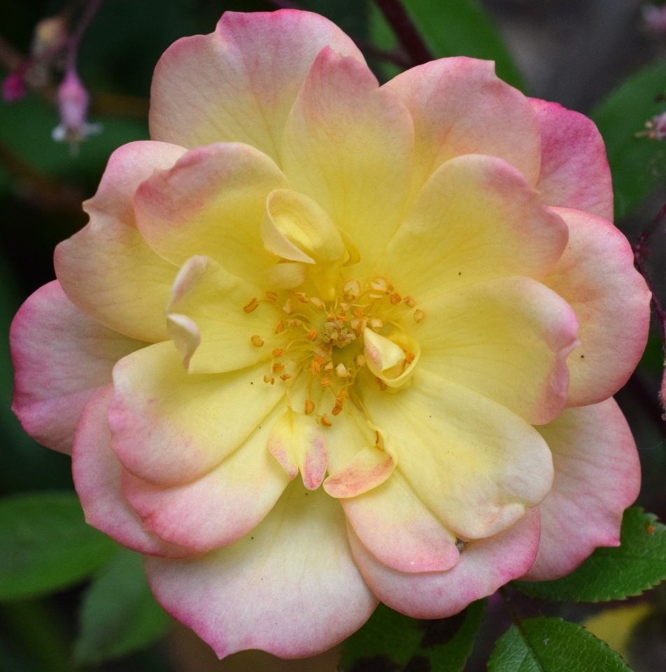 Miniature Rose | TimM | Blipfoto