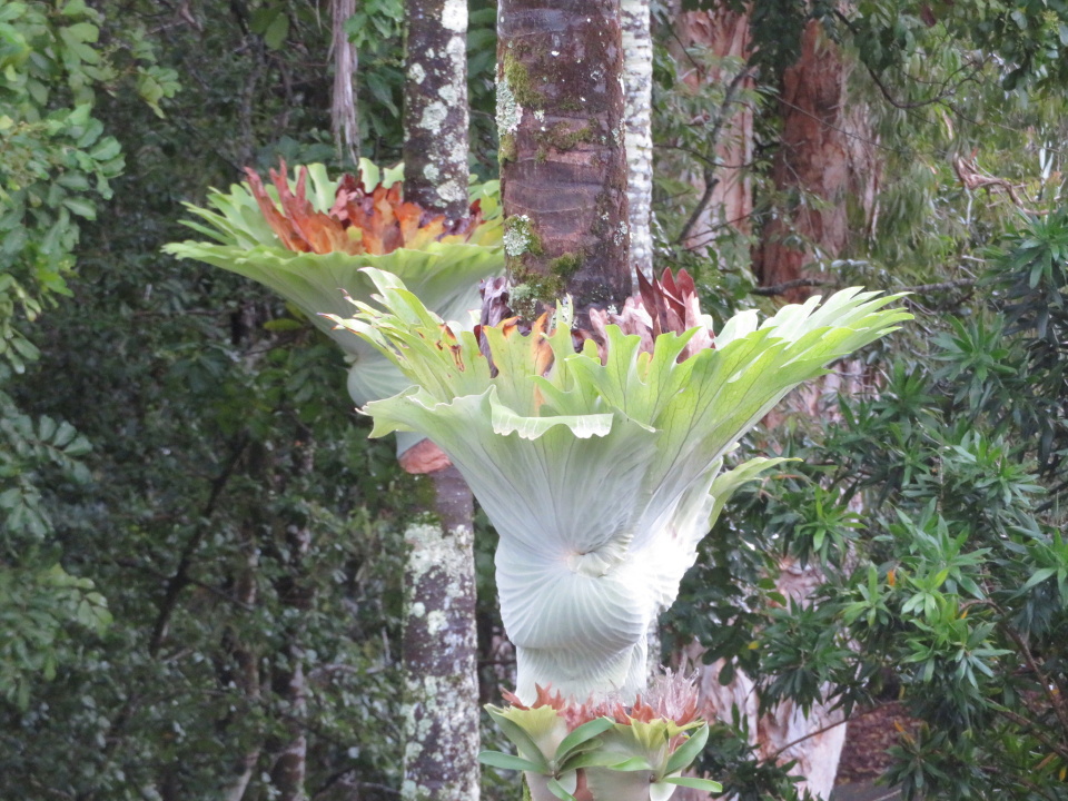 Some healthy stag horn ferns | Clare1 | Blipfoto