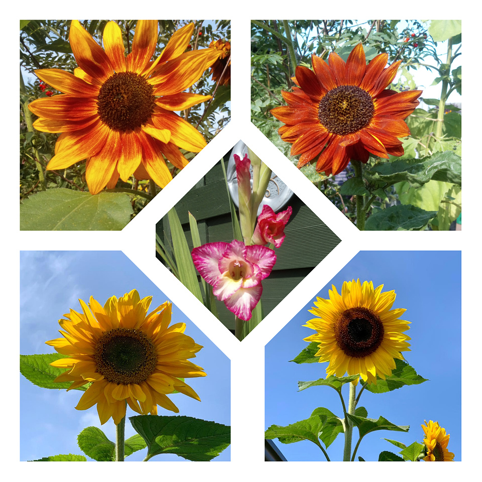 Garden collage | sunflower | Blipfoto