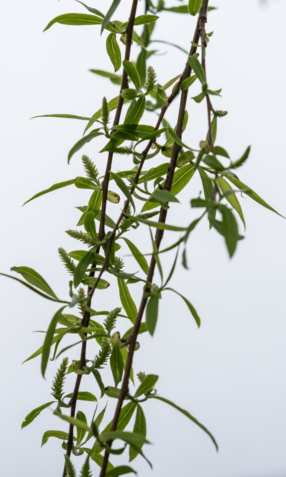 Corkscrew willow | Fuentes3 | Blipfoto