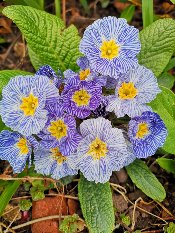 Primula Zebra Blue... | Jackie18 | Blipfoto