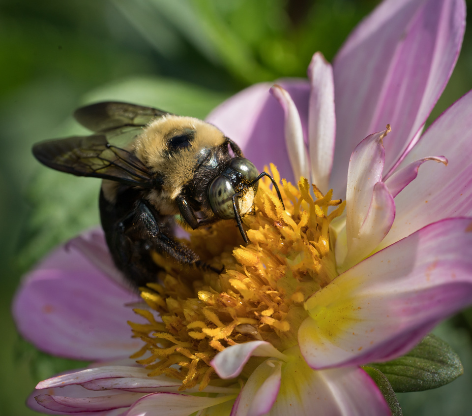 Tiny Tuesday Bee | wrperry | Blipfoto