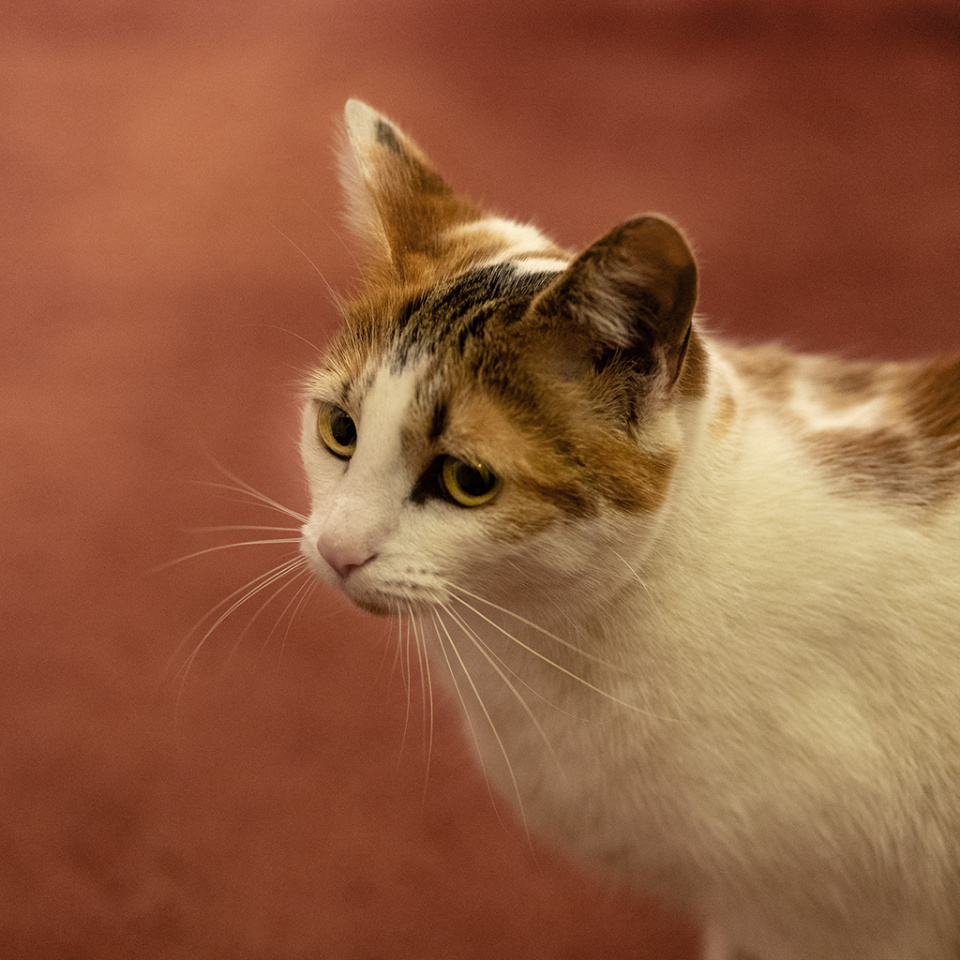 I am not an emergency cat blip! | walkingMarj | Blipfoto