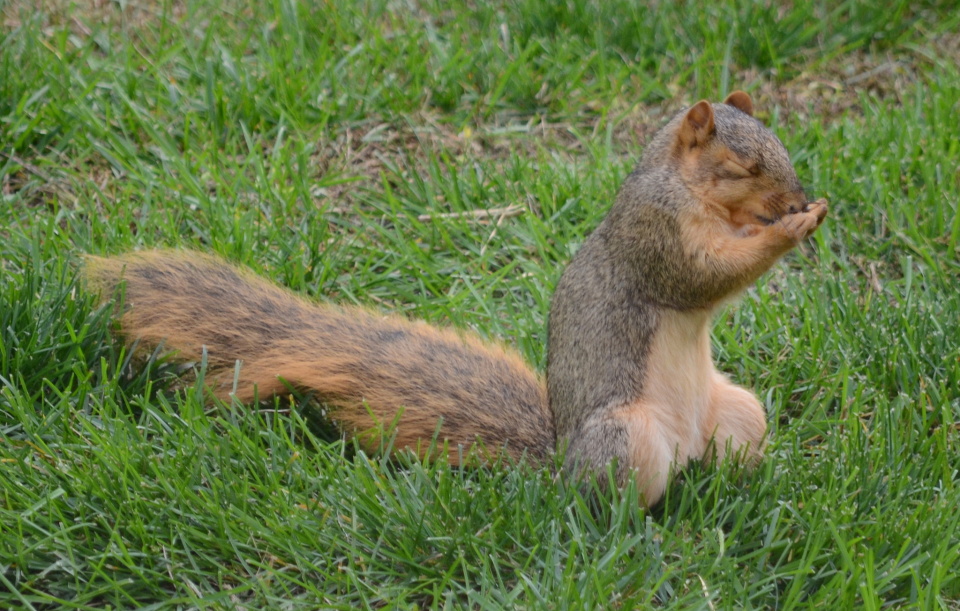 Finally, A Squirrel | outdoorguy | Blipfoto