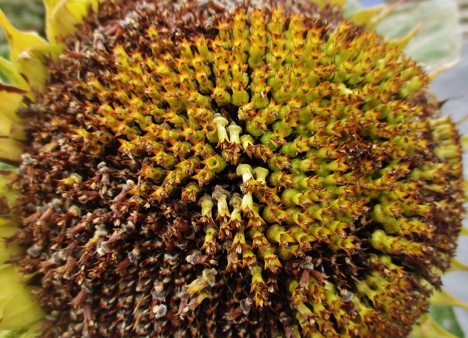 Seedless Sunflower ... | windychickens | Blipfoto