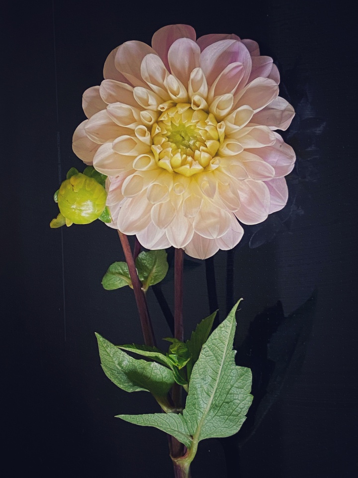 Dahlia | Ingeborg | Blipfoto