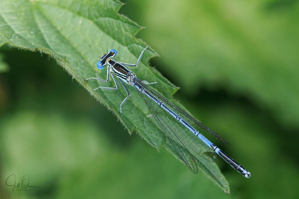 Featherlegs | JDO | Blipfoto