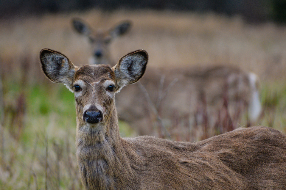 Cubs and Deer | MissMacPic | Blipfoto