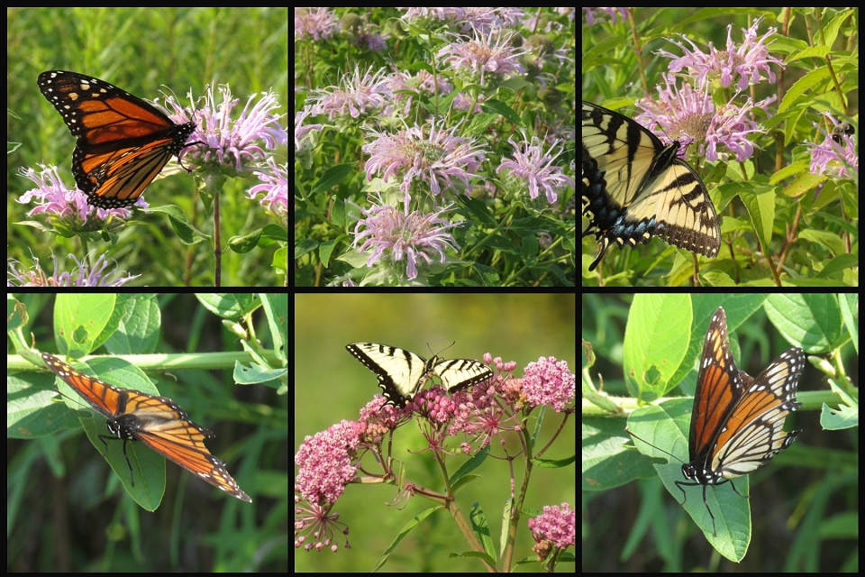 Dance Moves | Conchetta | Blipfoto