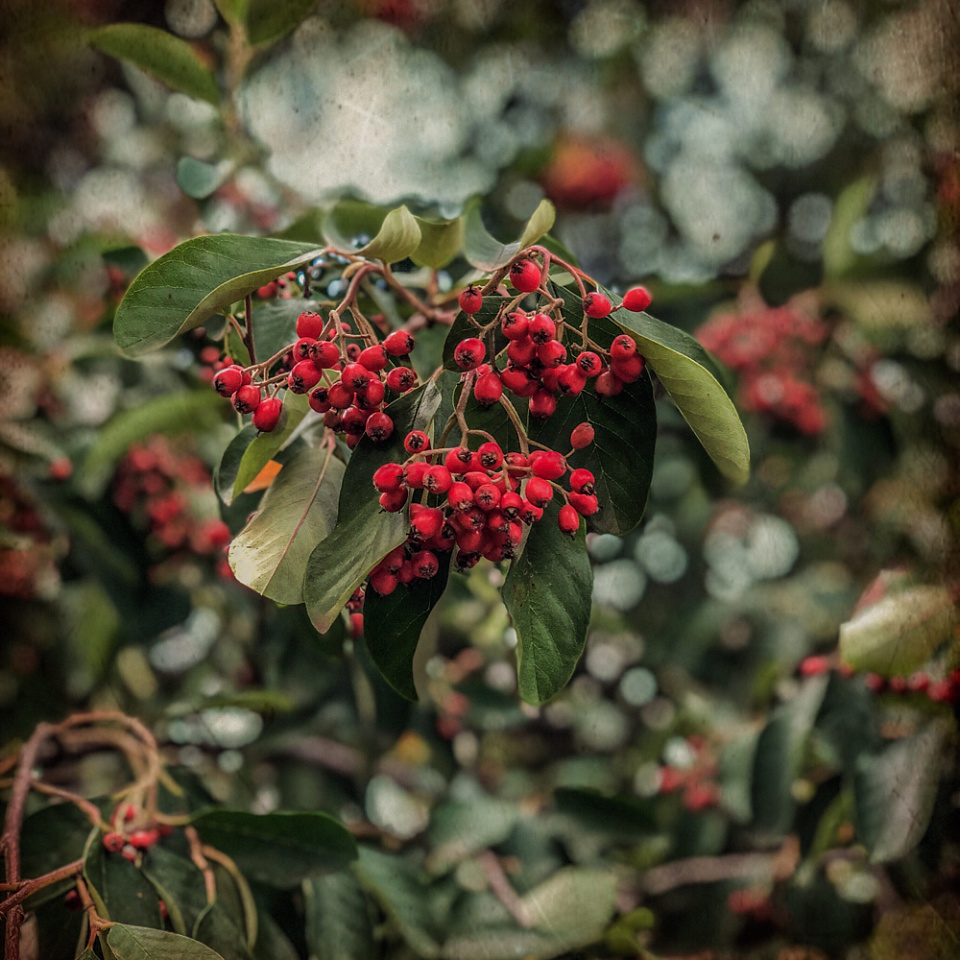 Autumn berries | Barking | Blipfoto