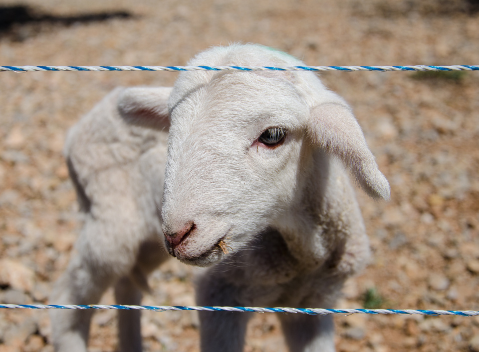 Baa-lamb | Veronica | Blipfoto