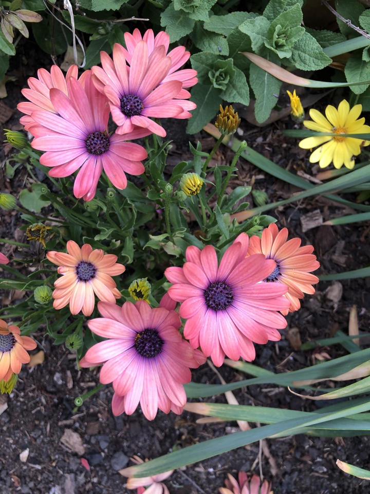 Daisy | 59 | Blipfoto