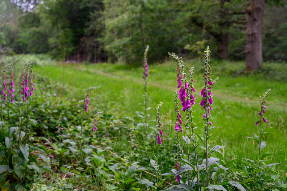 Foxgloves in the woods | NickyR | Blipfoto