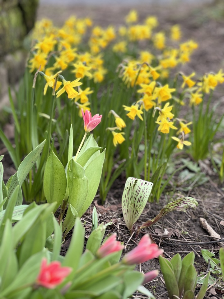 Hints of spring | loulou164 | Blipfoto