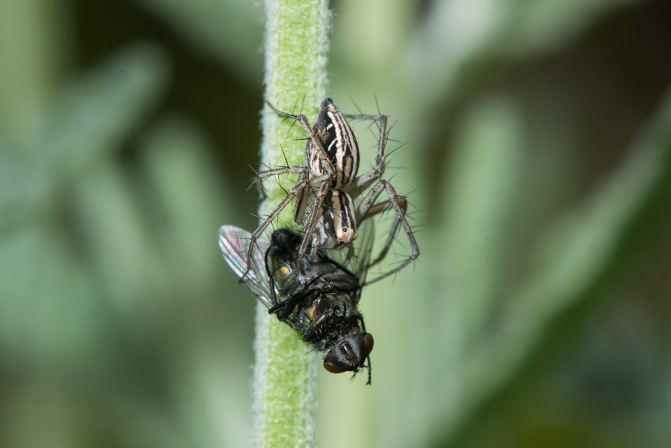 Spider 1 - Fly nil. | jensphotos | Blipfoto