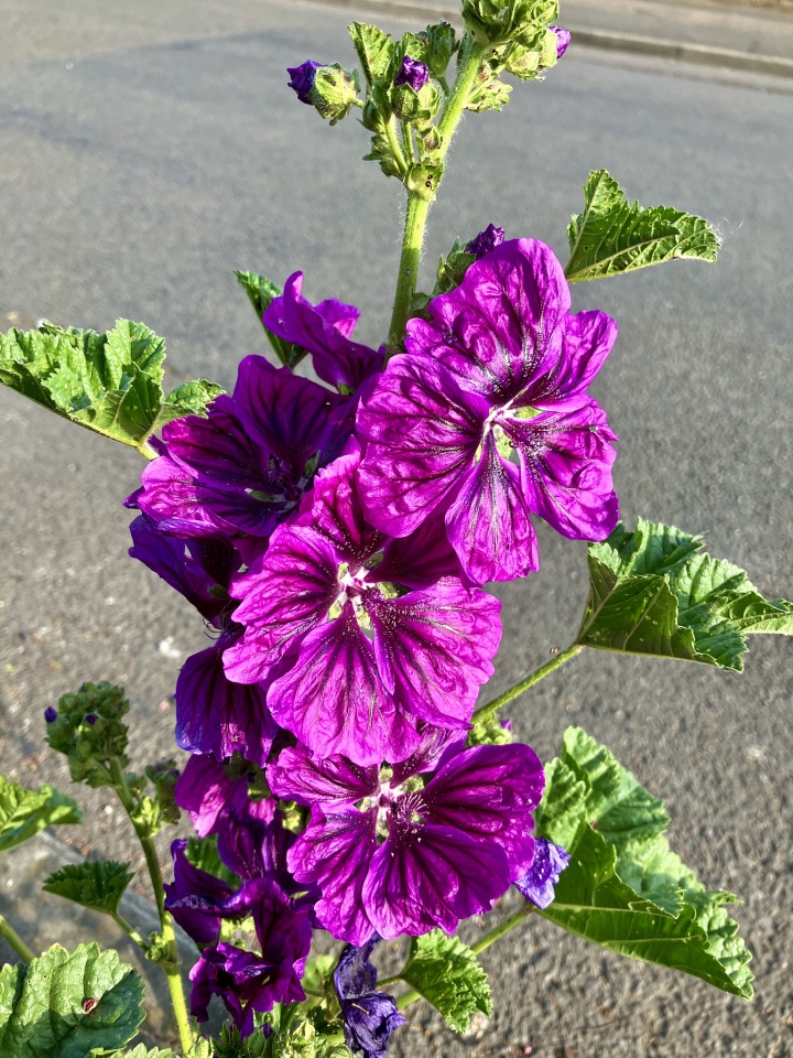 A weed? | Jaybay | Blipfoto