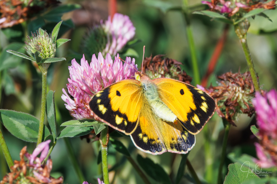 Going for gold | JDO | Blipfoto