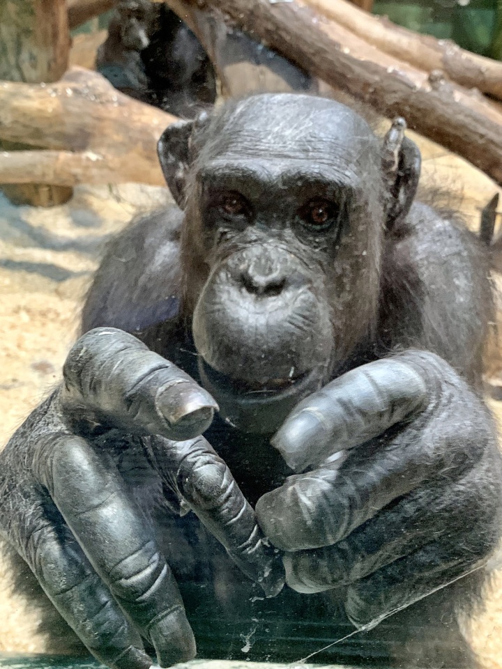The Intelligence of Chimps | KarenC | Blipfoto