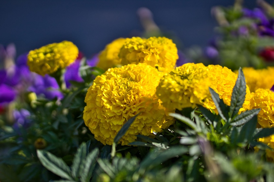 Flower Fryday | frani | Blipfoto