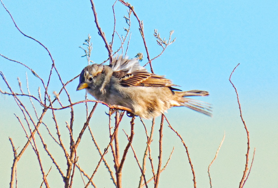 Bad feather day!! | GuernseyGirl | Blipfoto