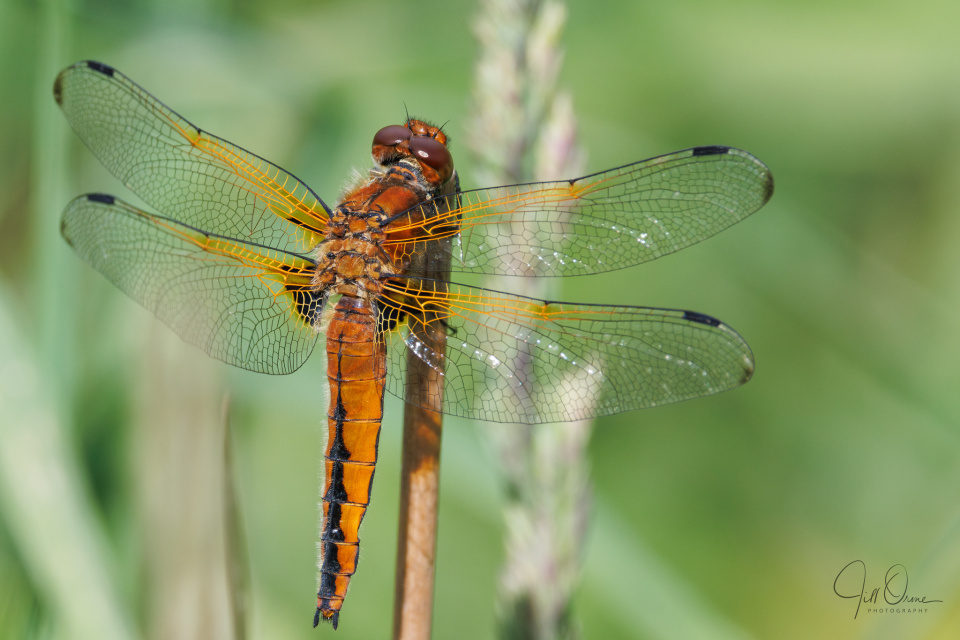 Chasing Chasers | JDO | Blipfoto