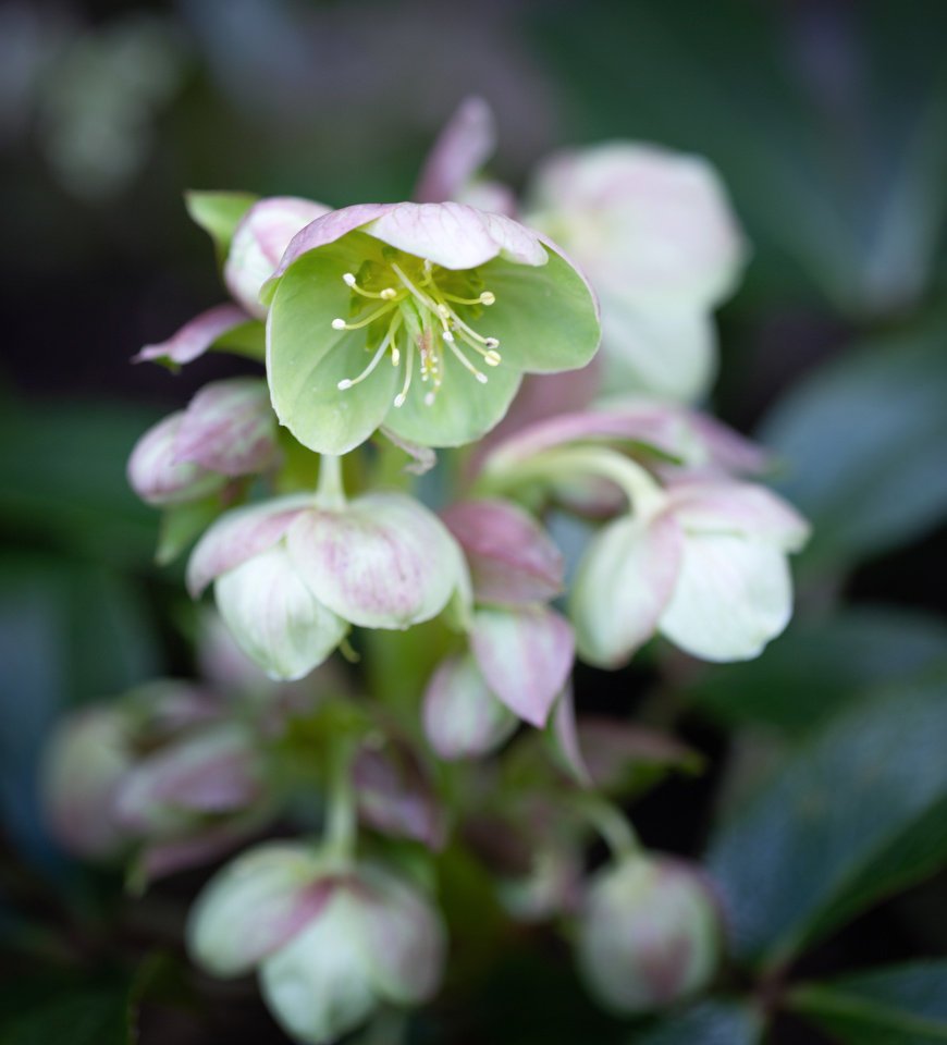 Hope springs eternal... | Damnonii | Blipfoto