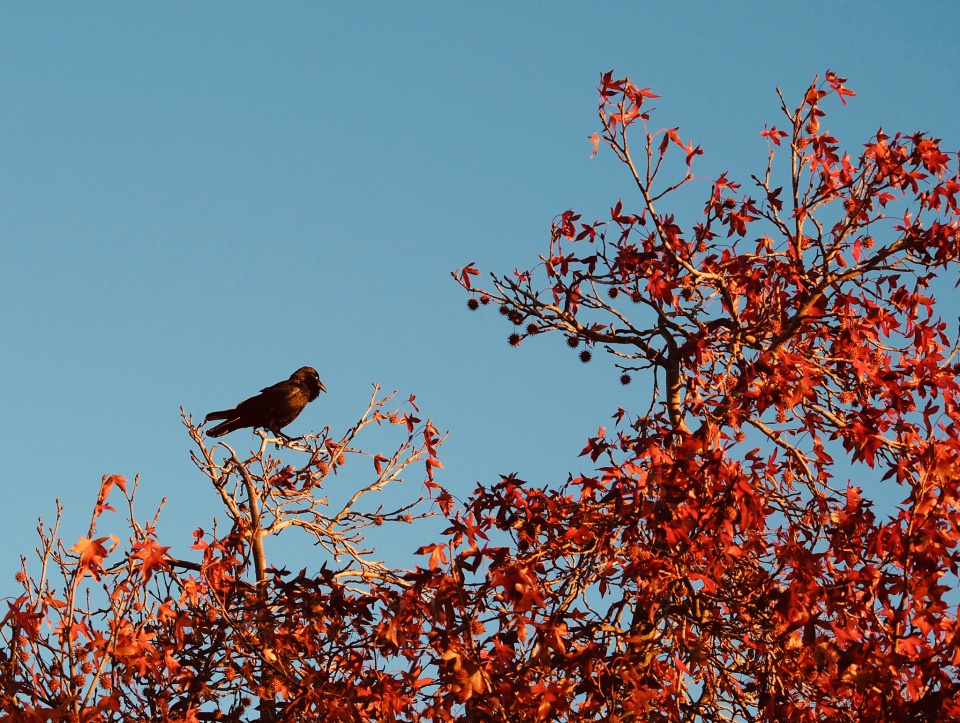 The Raving Raven | DonnaWanna | Blipfoto