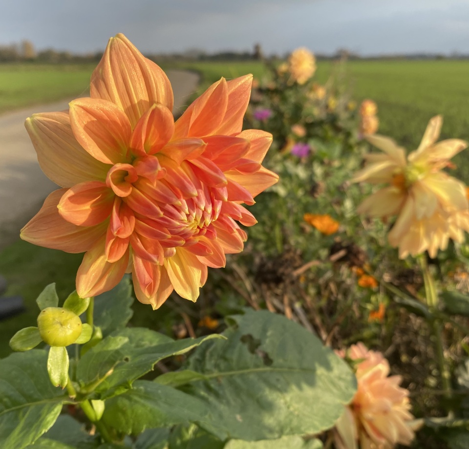 Gorgeous | Alison666 | Blipfoto