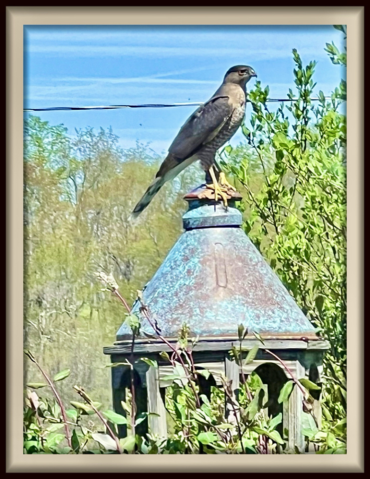 Cooper Hawk? | Grammy | Blipfoto